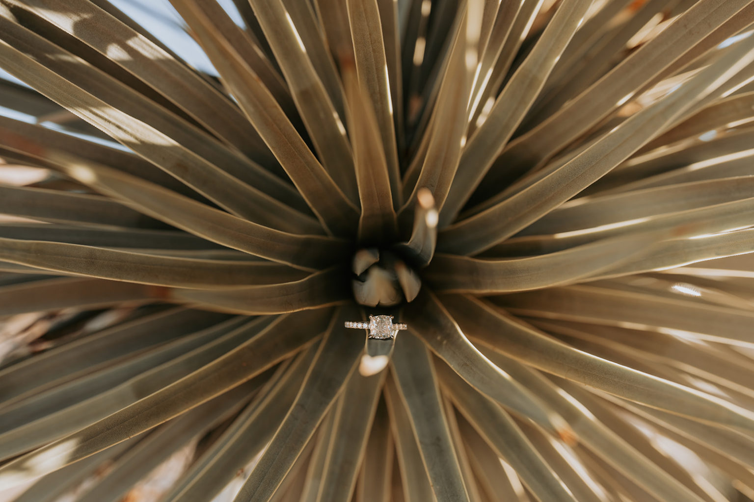 Joshua Tree National Park Engagement Session | Natalie + Mark ...